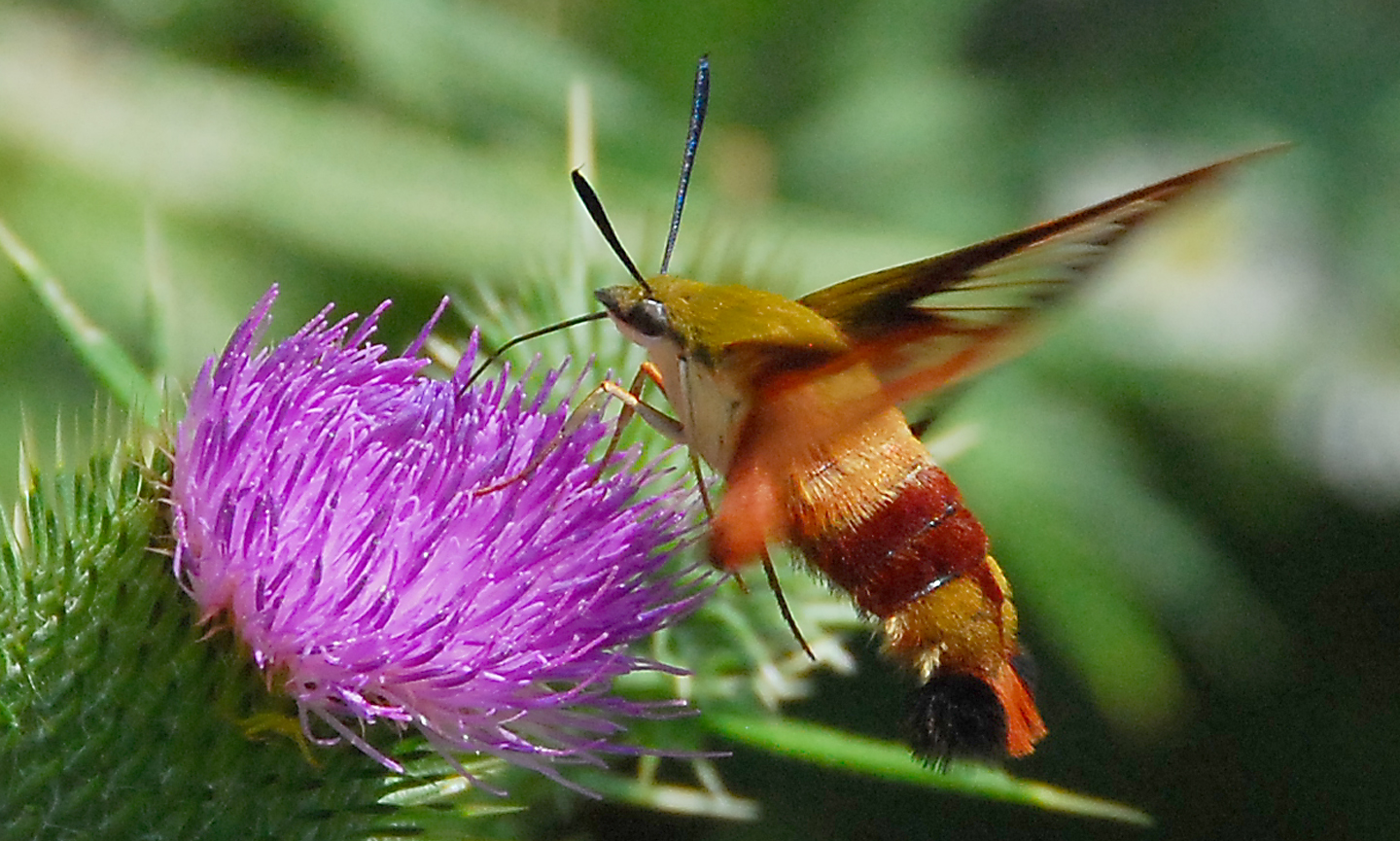 Speaking of Nature: A moth that mimics a bird: Discover the hummingbird ...