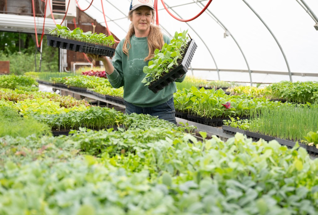 Planting through uncertainty: Hampshire College Farm winds down while ...